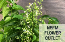 Chukku Kappi | Lady'sphinger